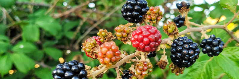 PLANTA Y MIEL DE ZARZA - Miel de la Marquesa